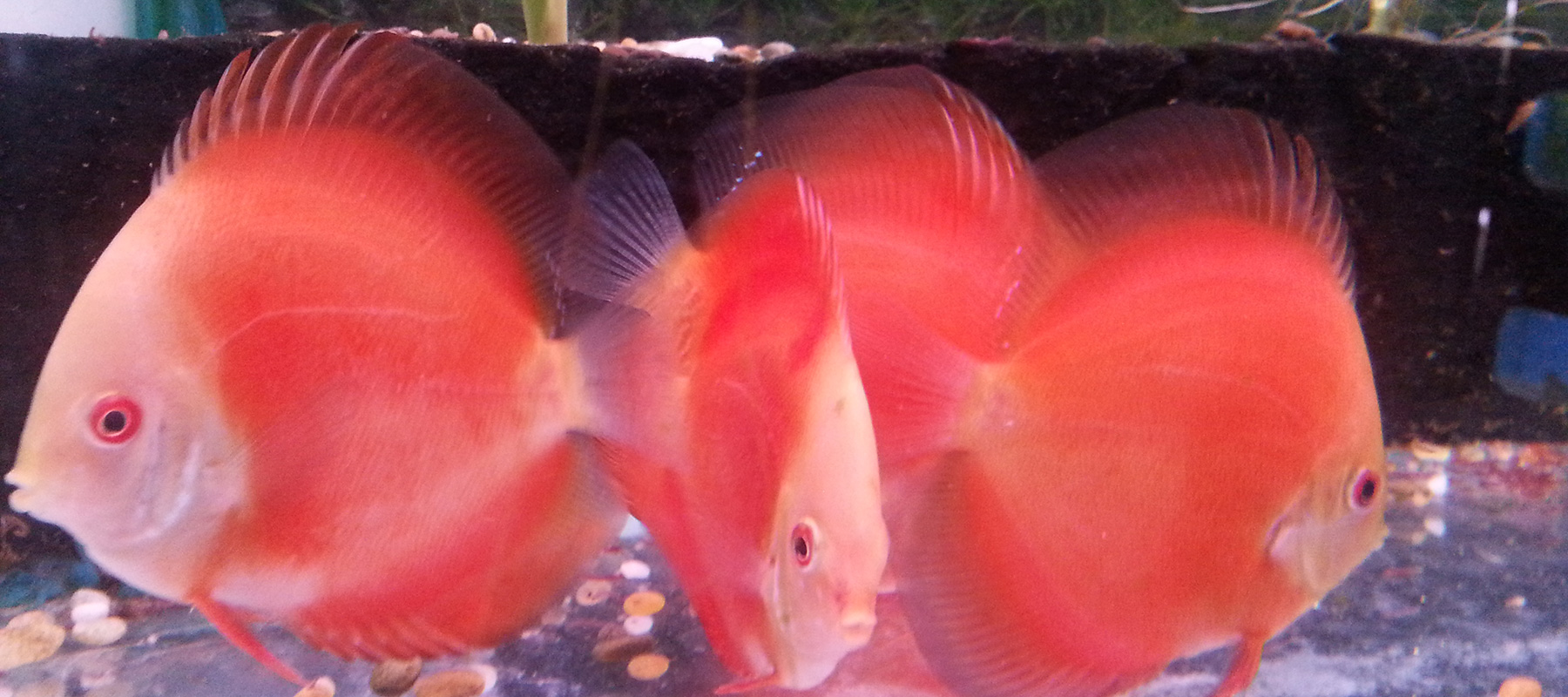 Redwood Aquatics | Tropical Fish, Goldfish, Aquariums | Garden Ponds